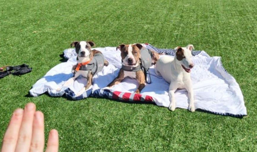 Furry Tales Gym Offers Dog Training in Canton, GA 30115